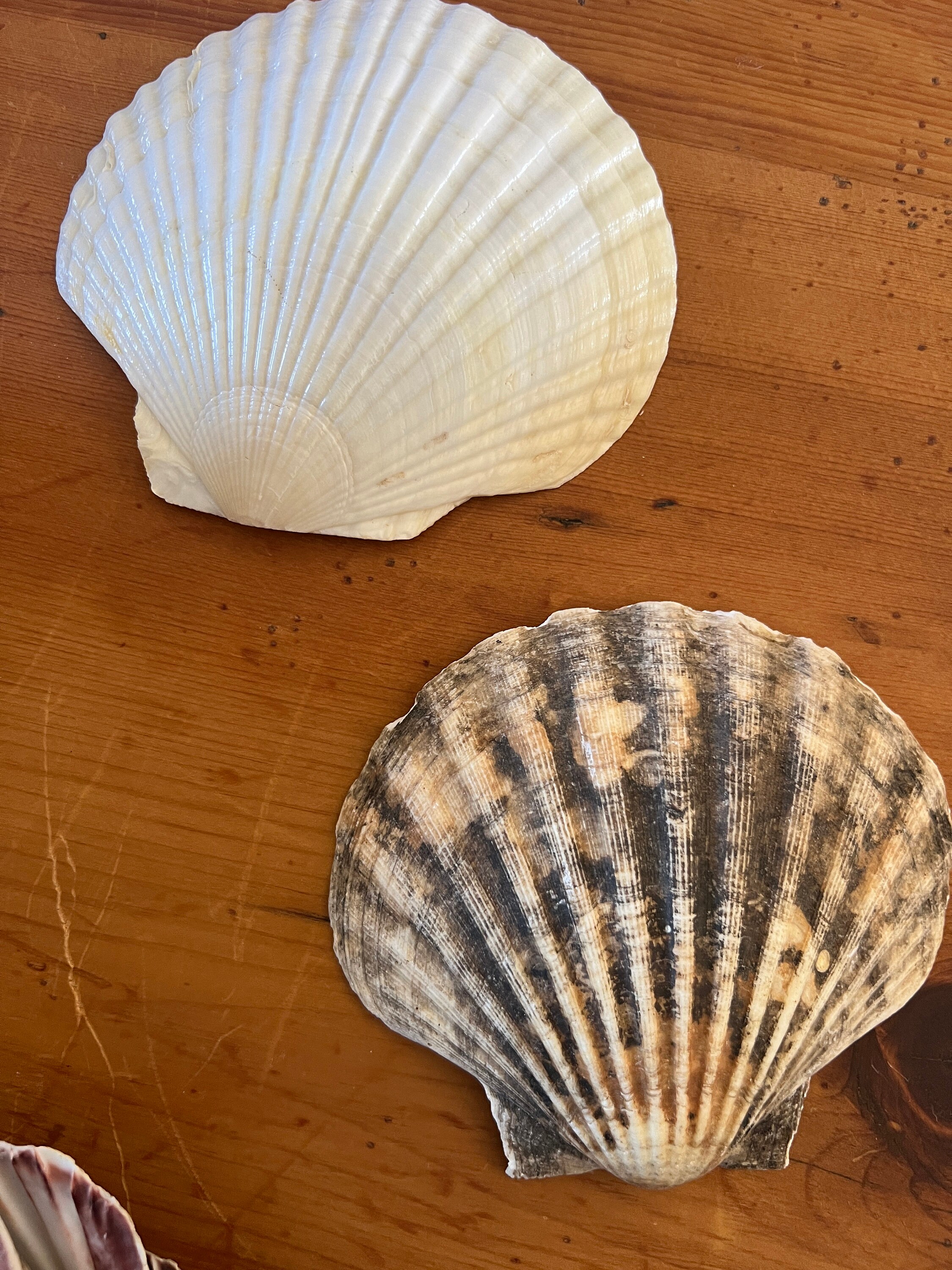 Vintage Scallop Shells - Etsy