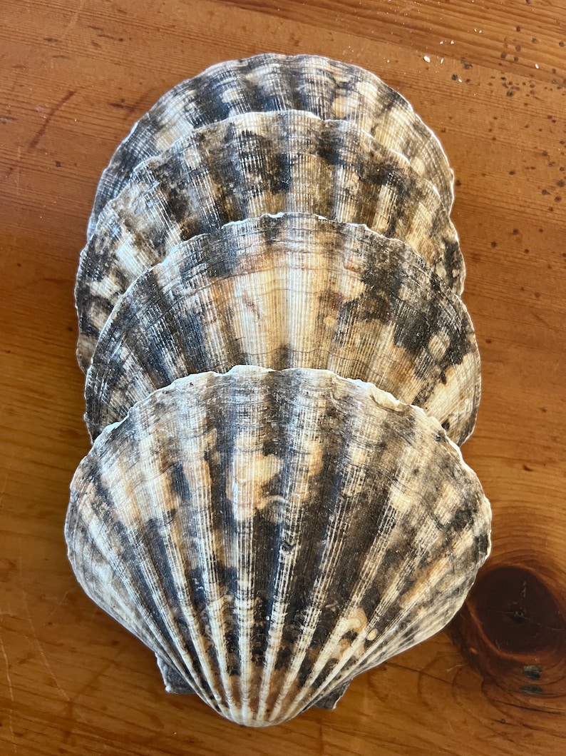 Vintage Scallop Shells - Etsy