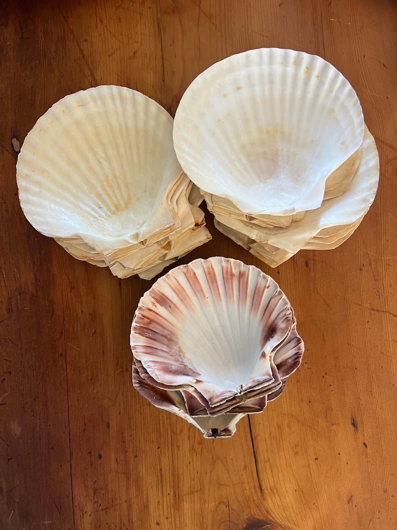 Vintage Scallop Shells - Etsy
