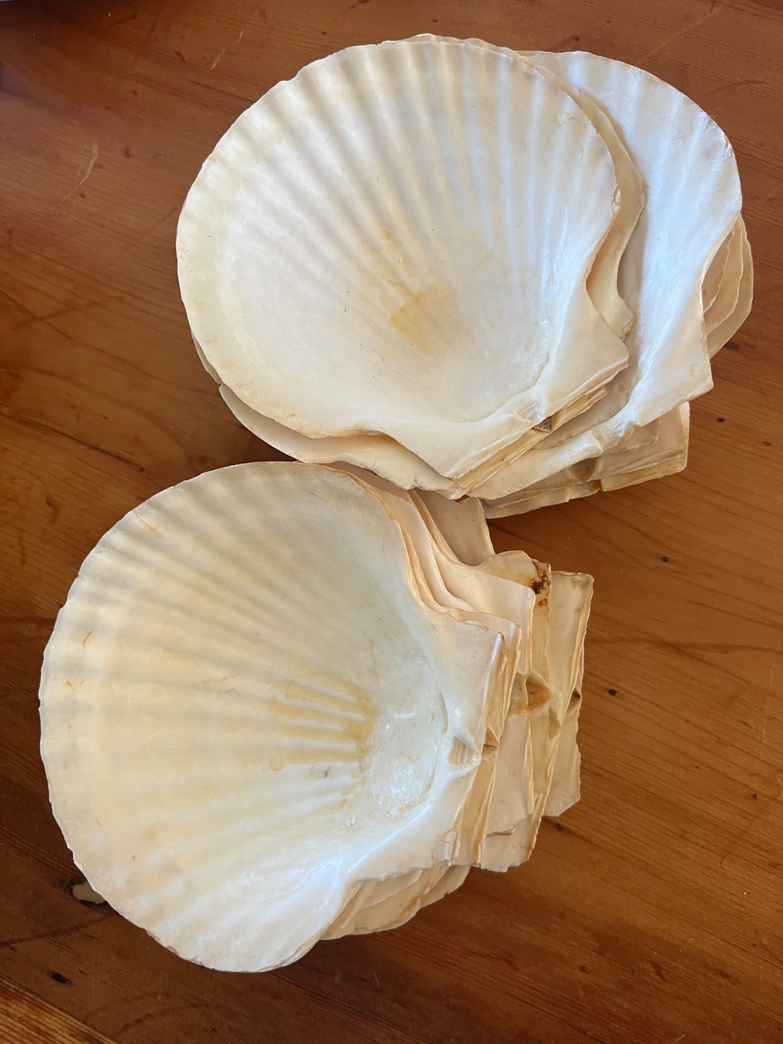 Vintage Scallop Shells - Etsy