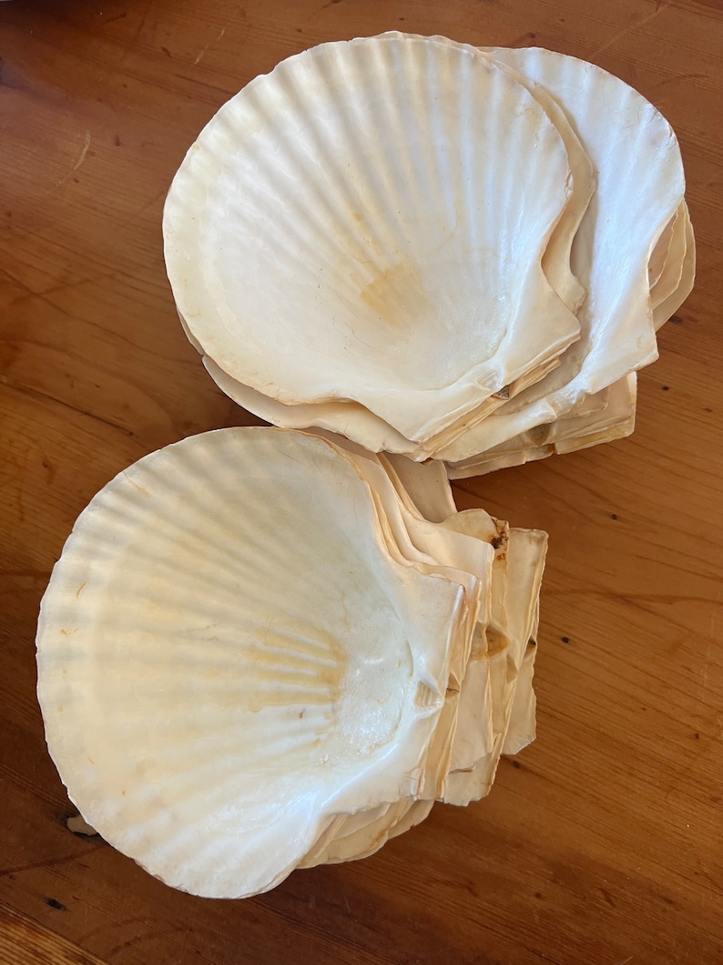 Vintage Scallop Shells - Etsy