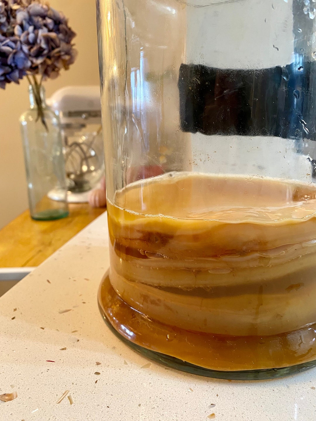 Healthy Kombucha SCOBY, Kombucha Starter Kit, SCOBY symbiotic Culture ...