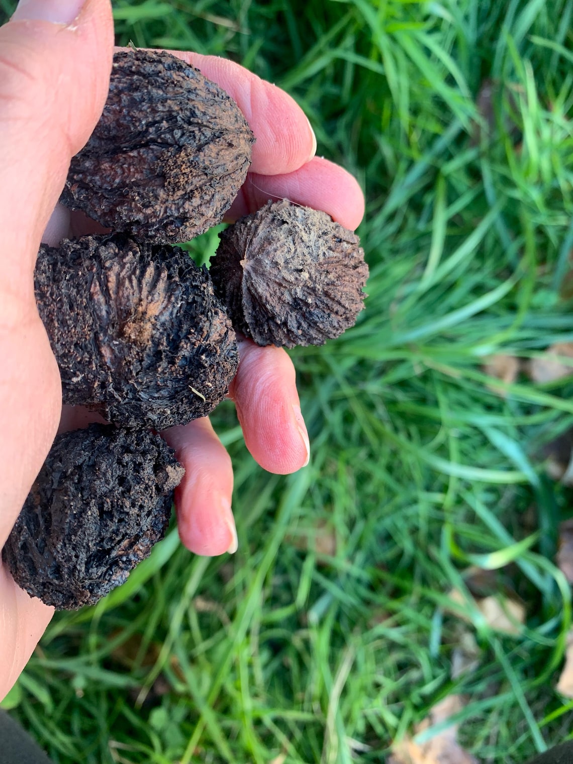 Black Walnuts in Their Dried Dark Shell - Etsy