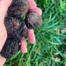 Black Walnuts in Their Dried Dark Shell - Etsy
