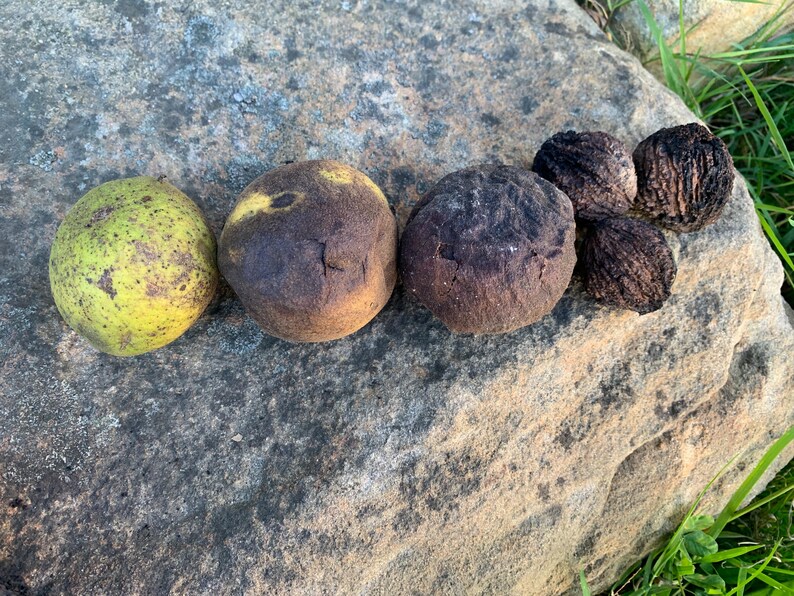 Black Walnuts in Their Dried Dark Shell - Etsy
