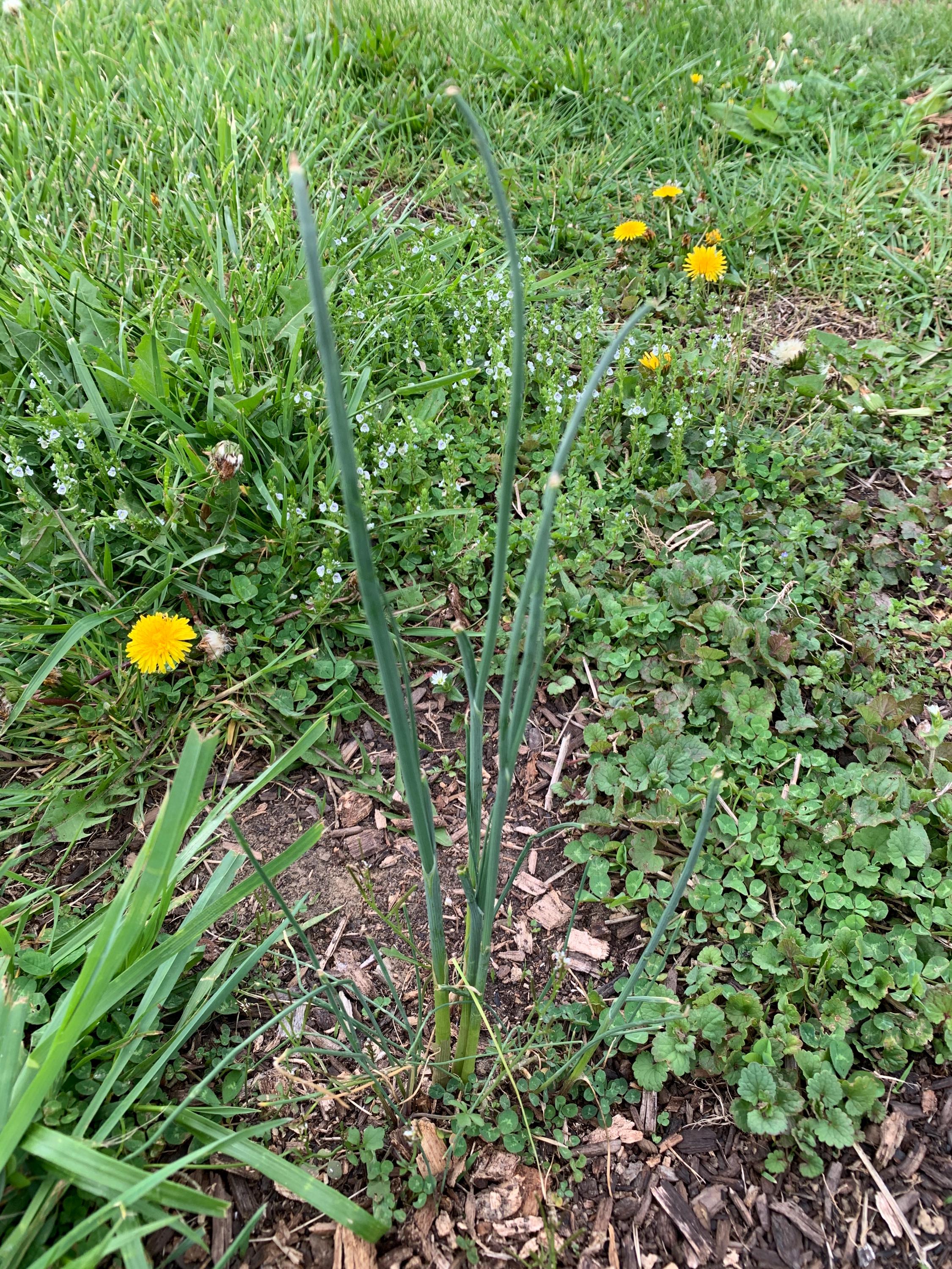 Chives Bare Root Plant - Etsy