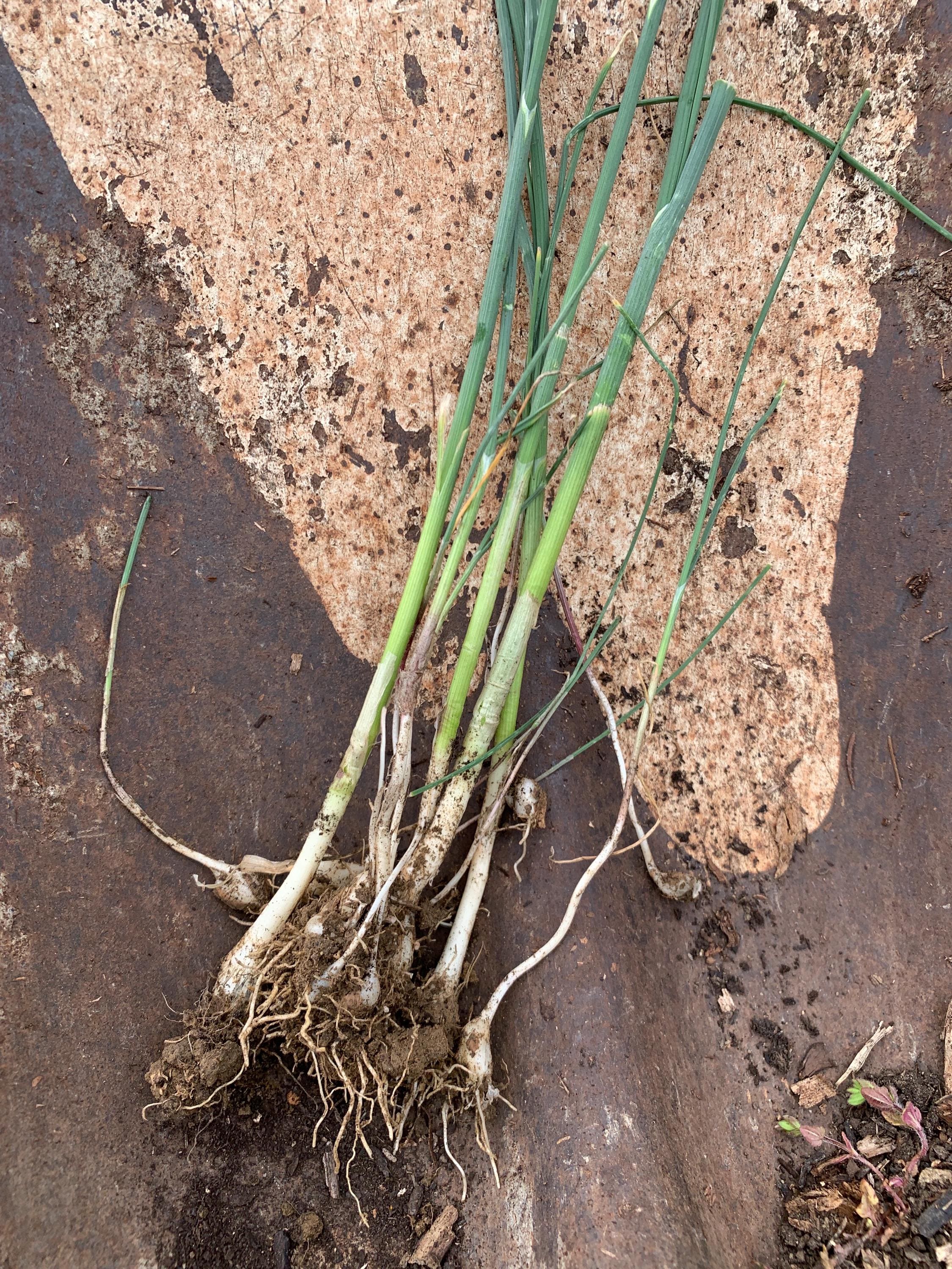 Chives Bare Root Plant - Etsy