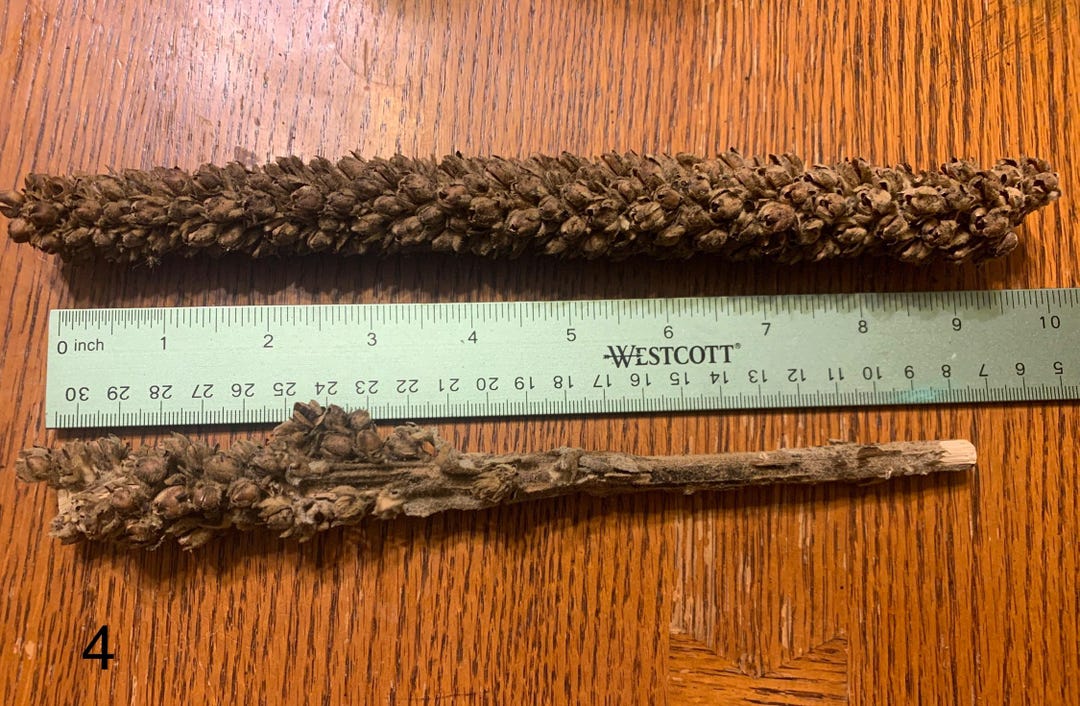 Mullein Stalk Tops, Dried - Etsy