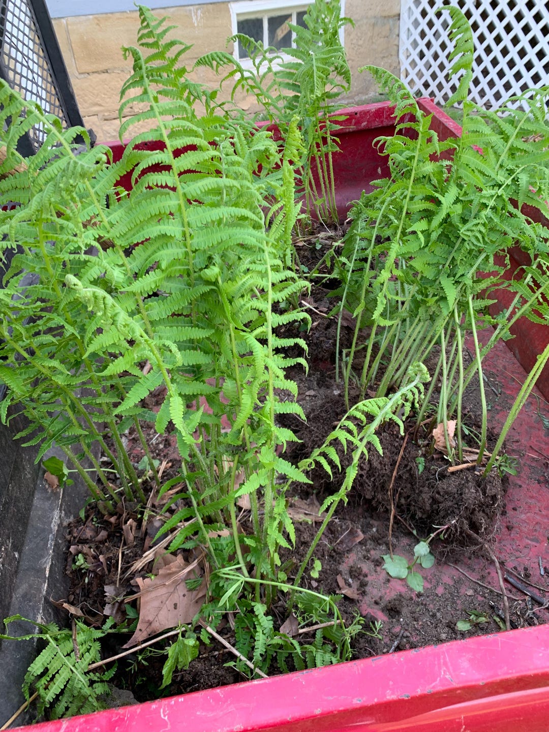 Fern Plant Live Roots - Etsy