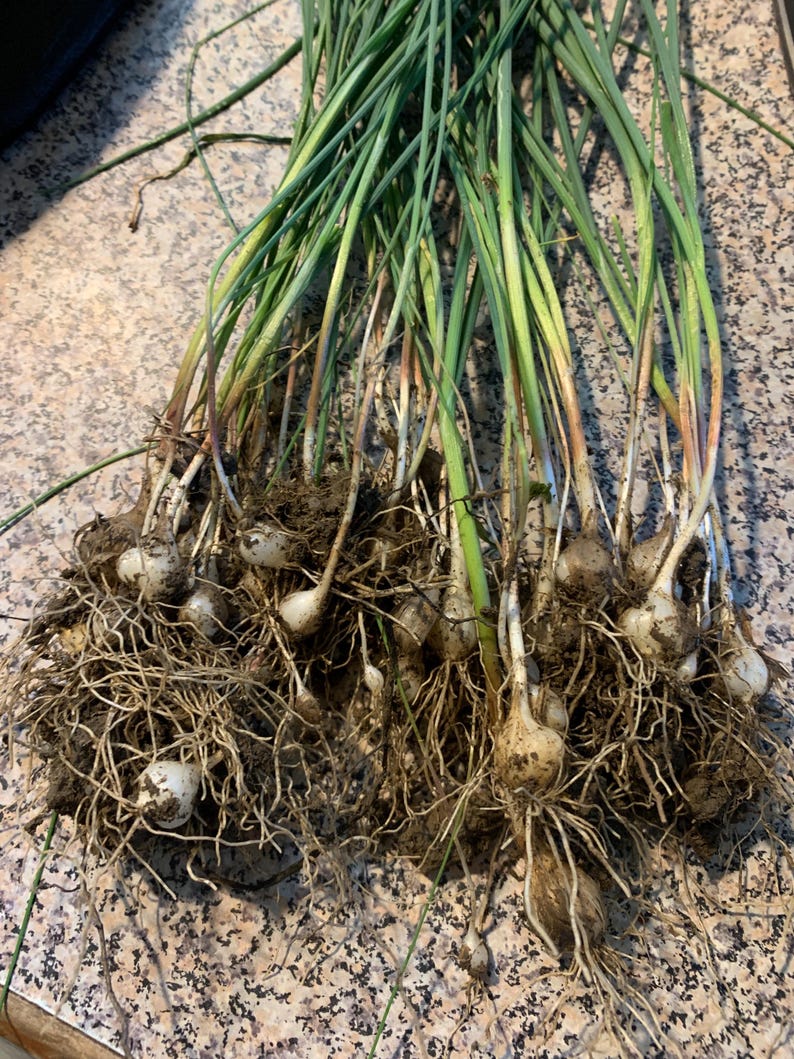 Chives Bare Root Plant - Etsy