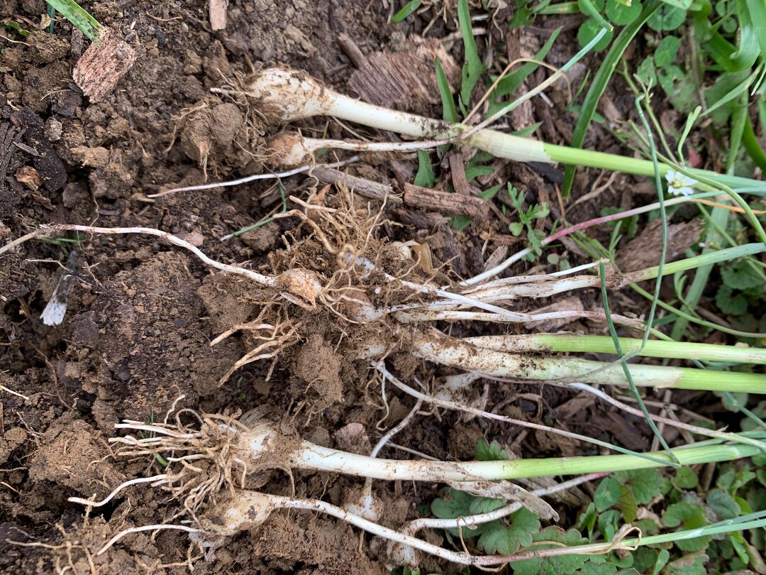 Chives Bare Root Plant - Etsy