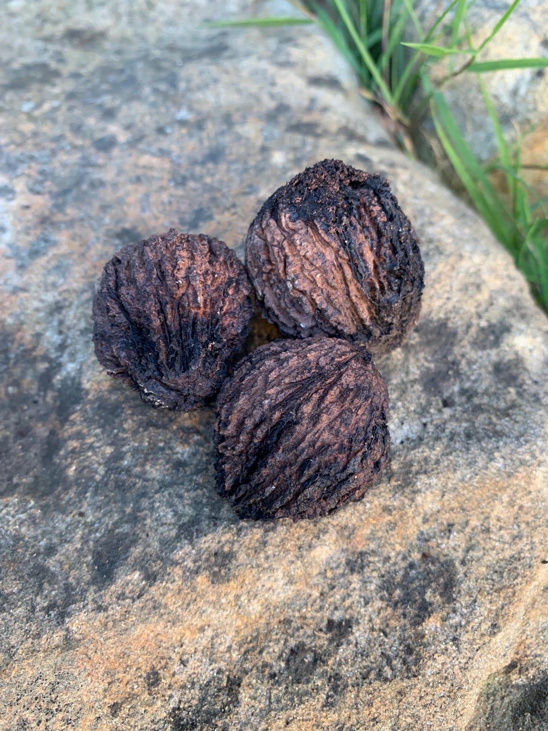 Black Walnuts in Their Dried Dark Shell - Etsy