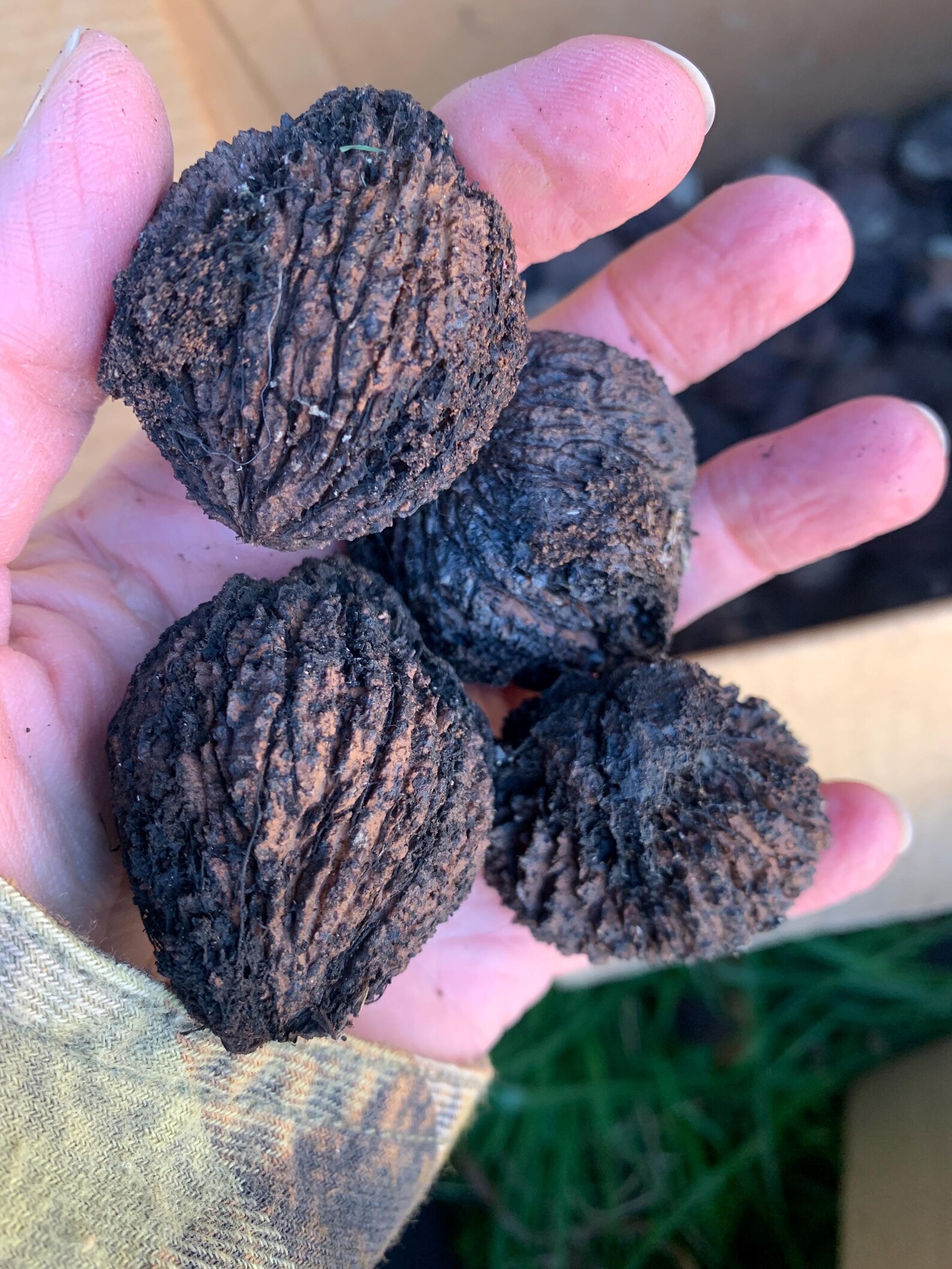 Black Walnuts in Their Dried Dark Shell - Etsy