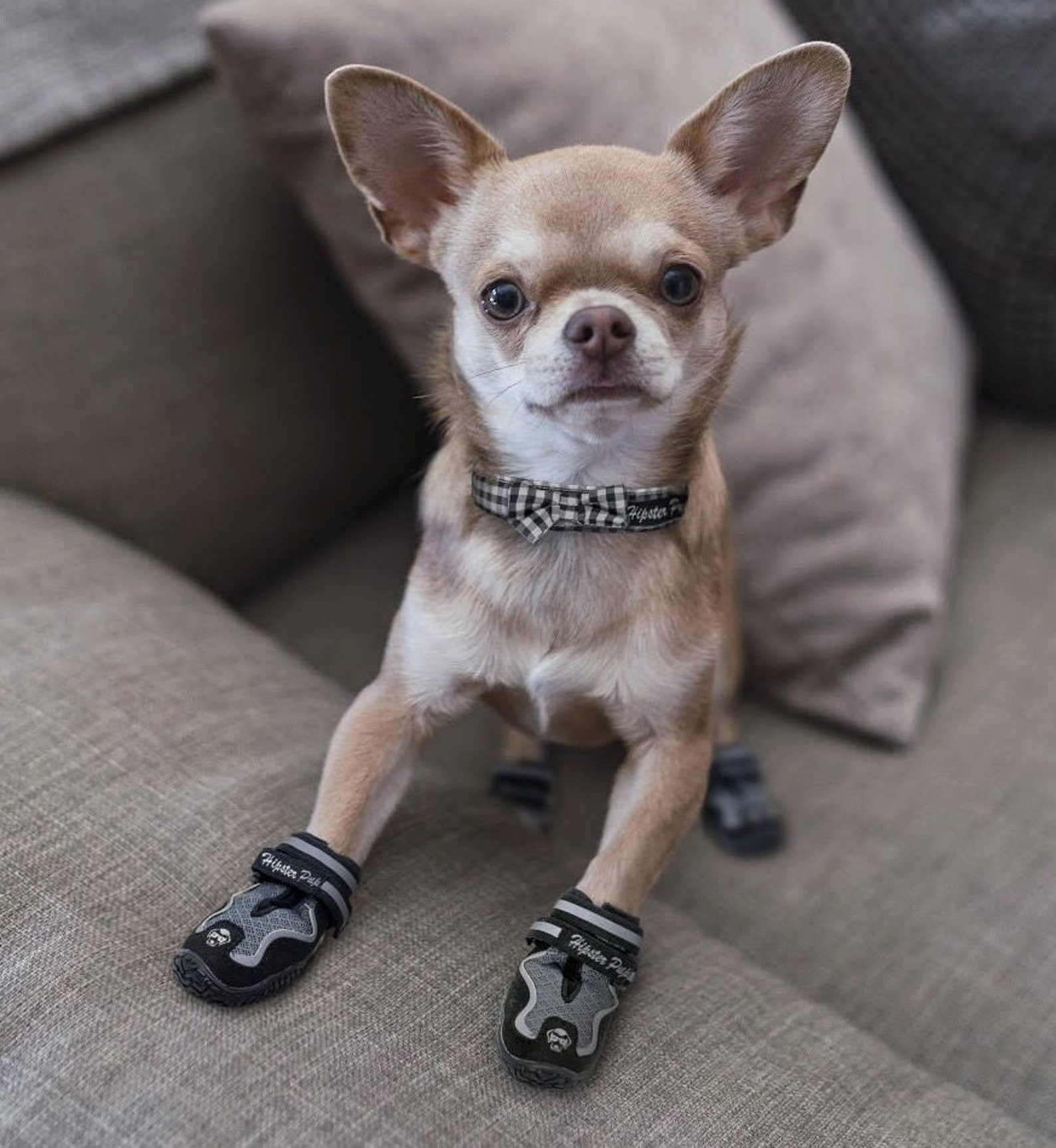 Hipster Pup Dog Boots, Paw Protection With BONUS Matching Collar Set ...
