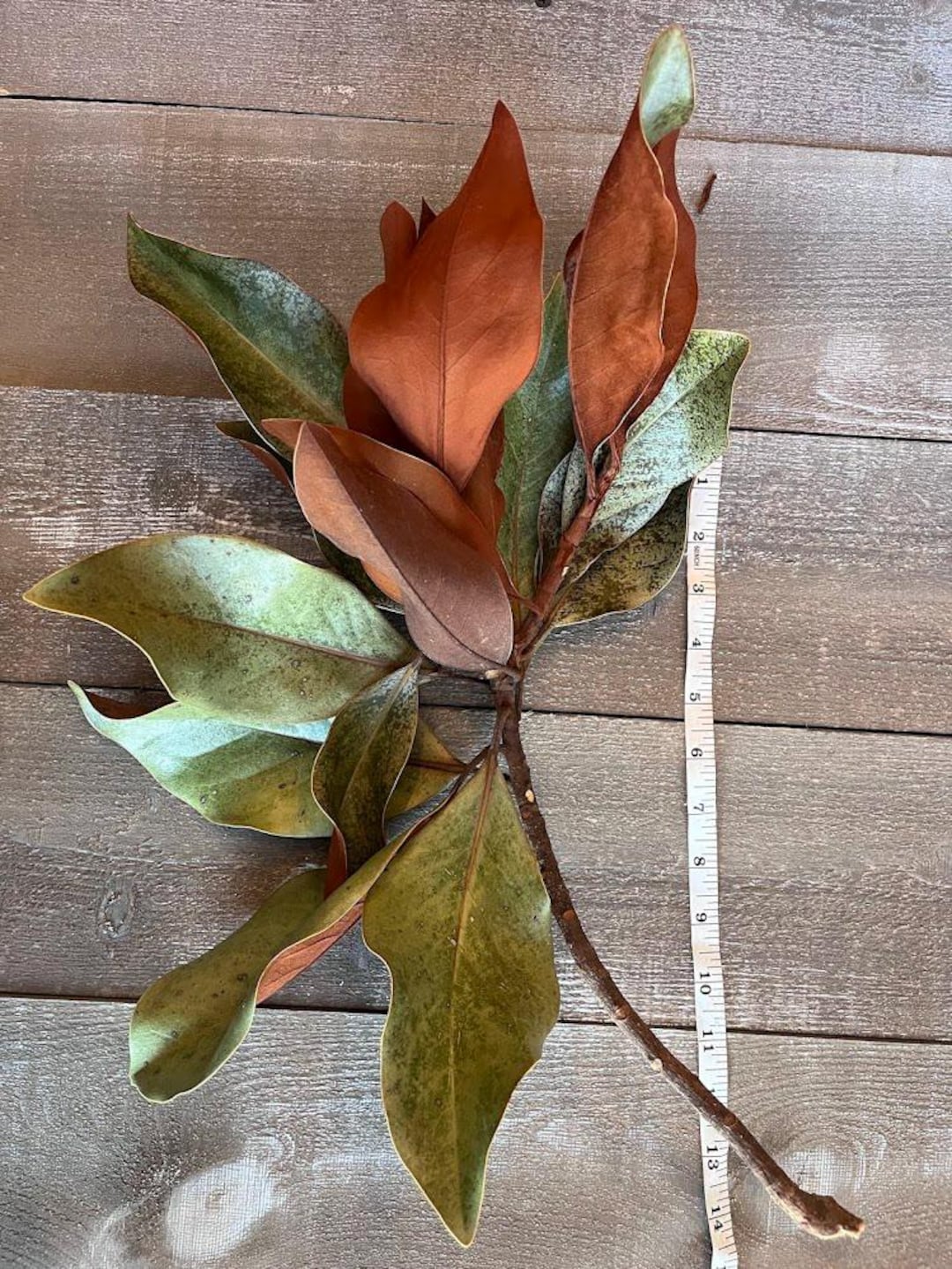 Dried Southern Magnolia Branch - Etsy