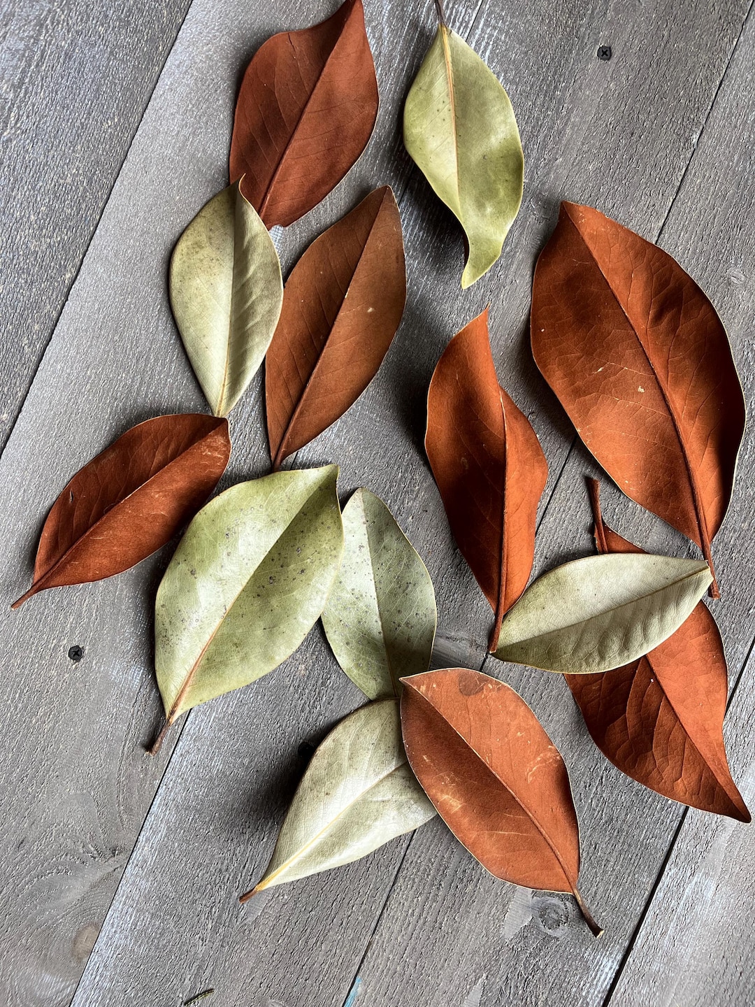 Dried Multicolor Magnolia Leaves - Etsy