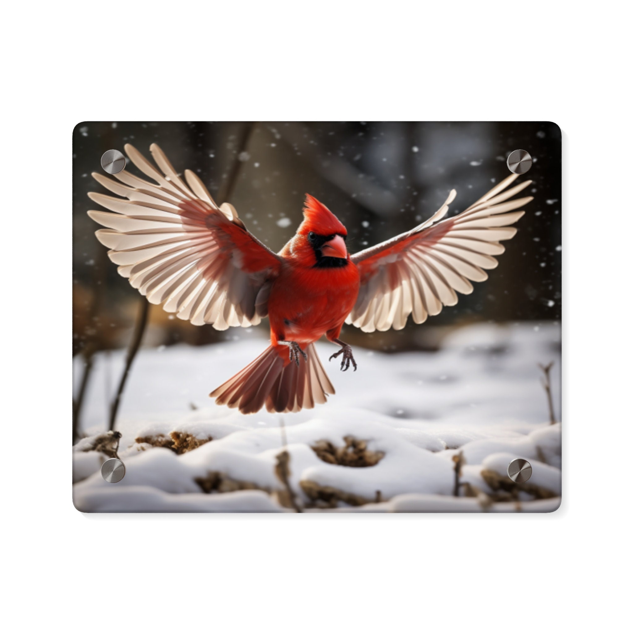 Cardinal in Flight Acrylic Wall Art-red Bird in Flight Winter Scene ...