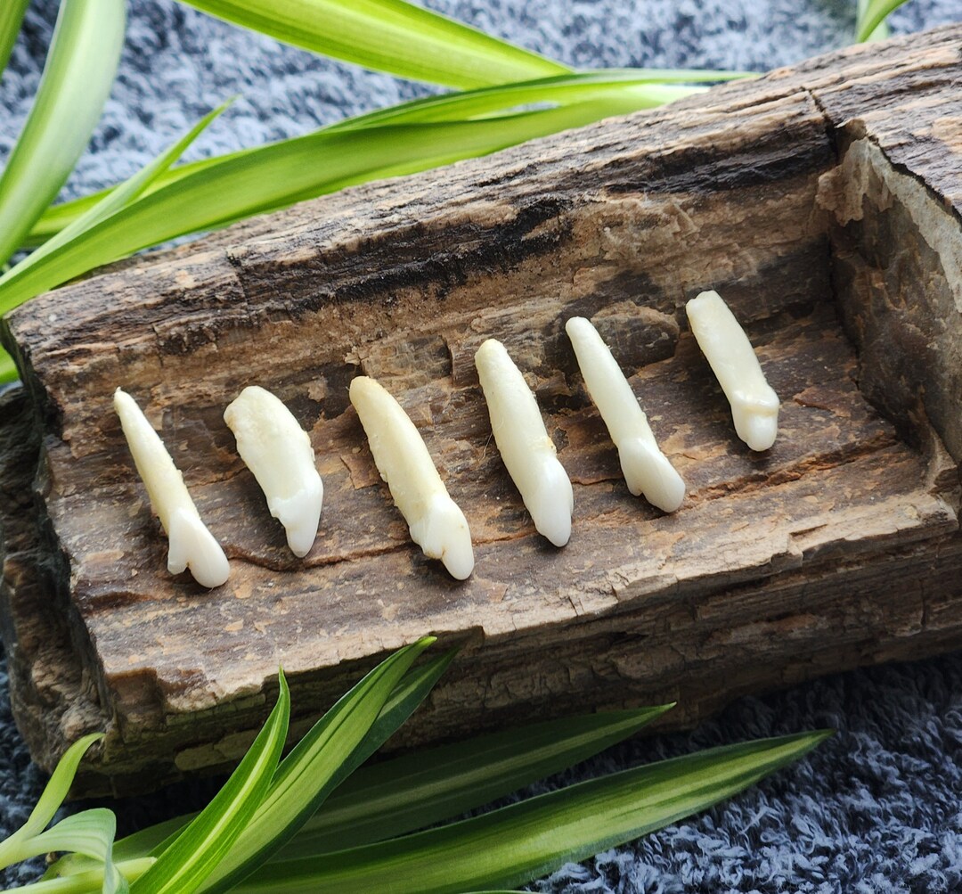Incisor Teeth - Canine - Real Animal Teeth - Etsy
