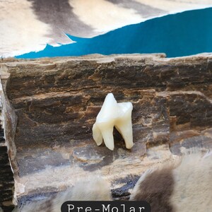 Spiral Cage Canine Tooth Ball - Real Dog Tooth - Etsy