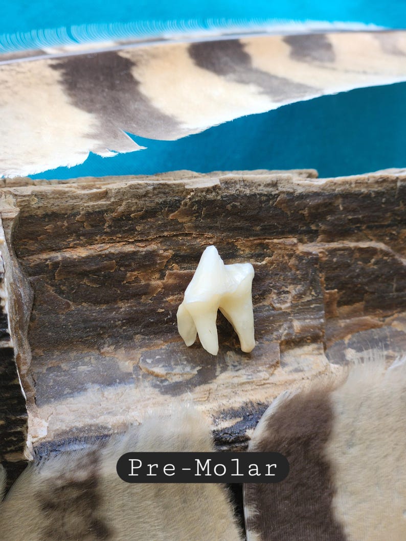 Spiral Cage Canine Tooth Ball - Real Dog Tooth - Etsy