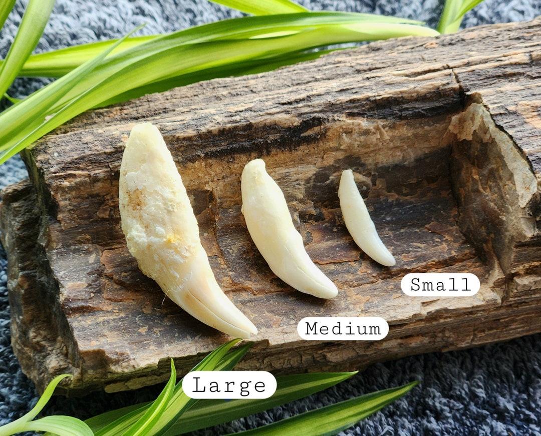 Dog K9 Teeth - Real Canine Teeth - Etsy