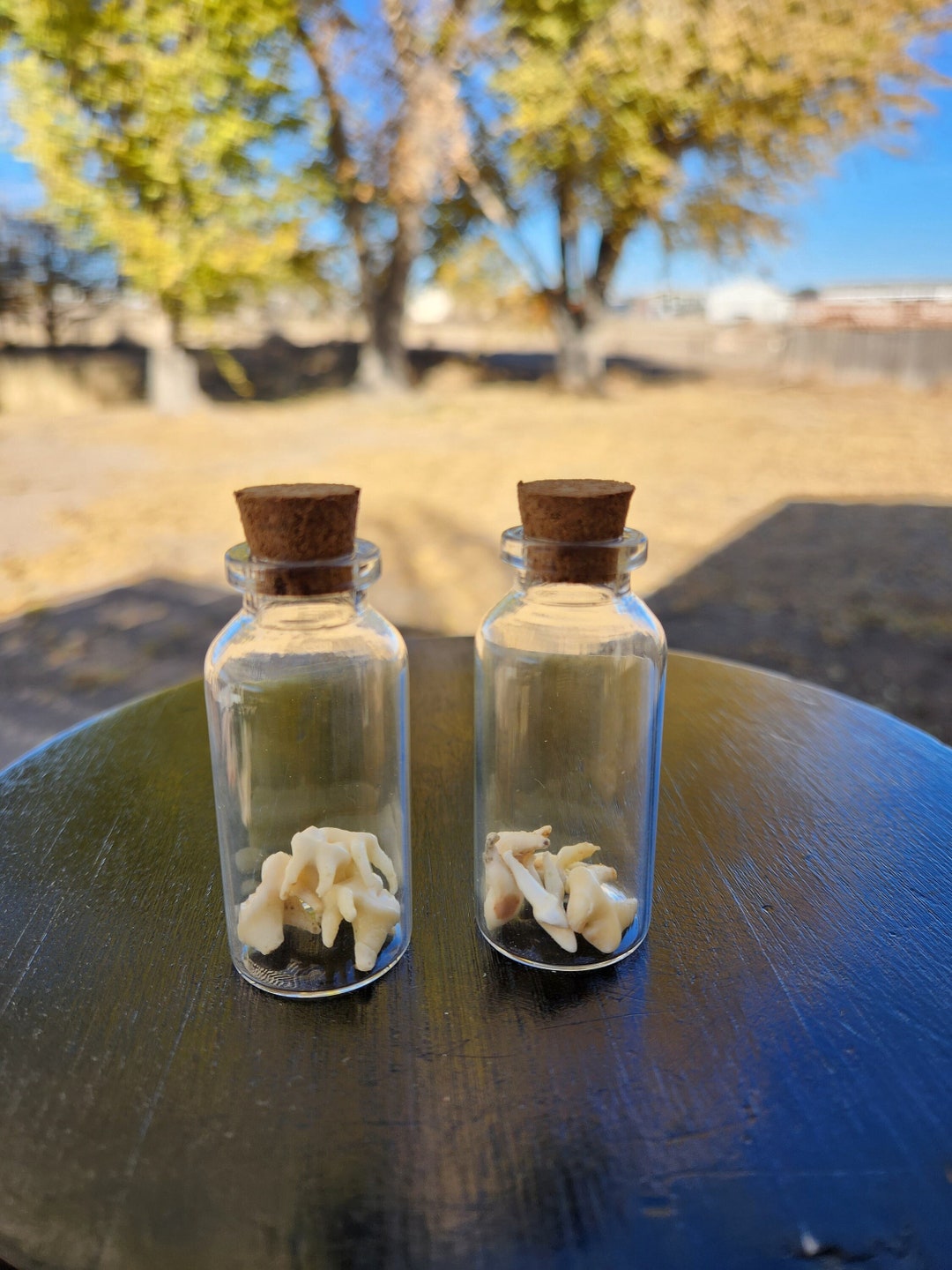 3 Rooted Canine Teeth - Real Animal Teeth - Etsy
