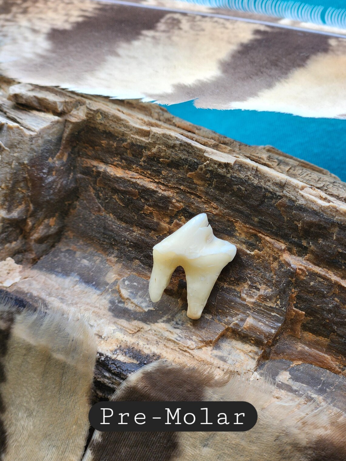 Spiral Cage Canine Tooth Ball - Real Dog Tooth - Etsy