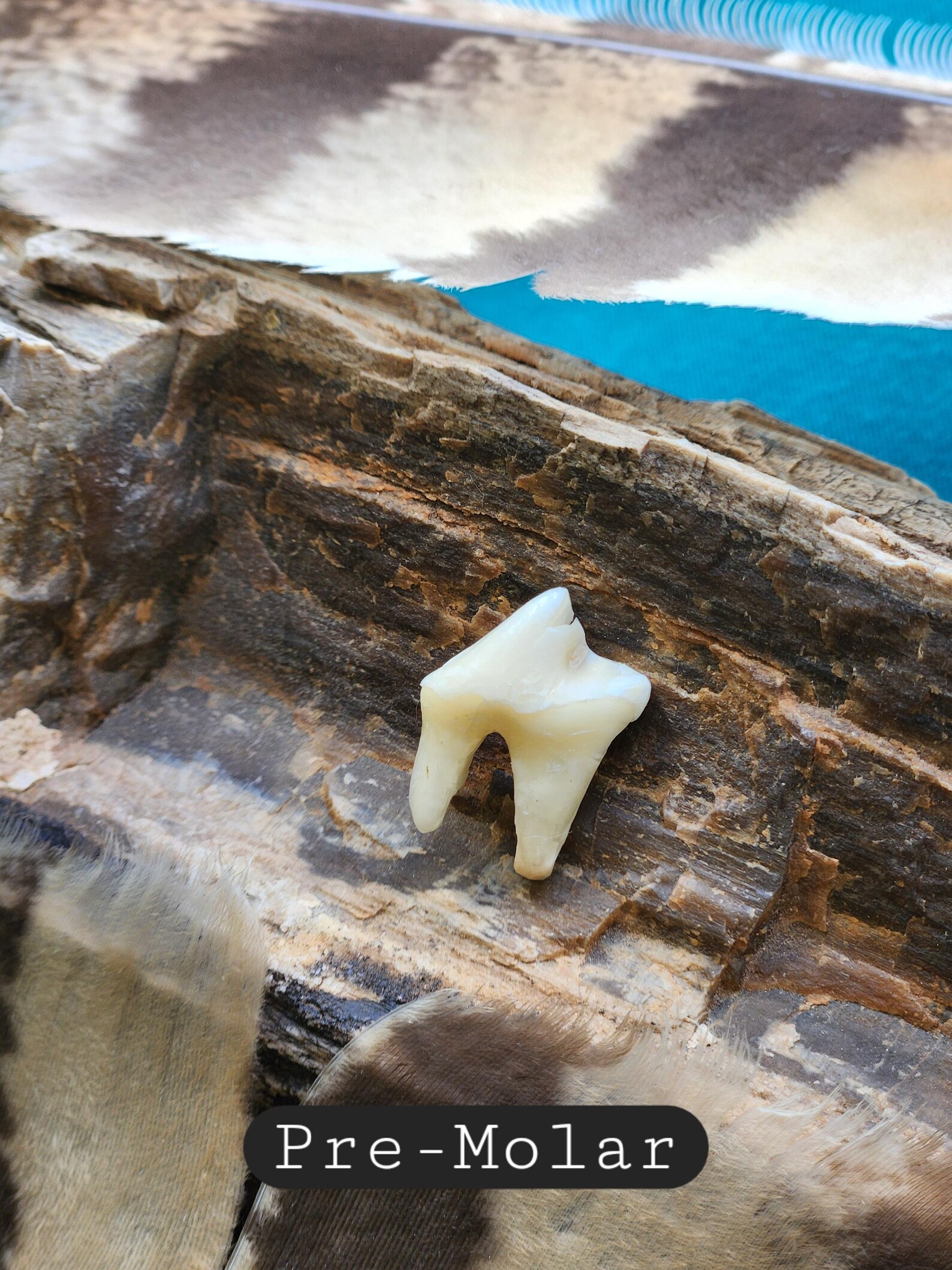 Spiral Cage Canine Tooth Ball - Real Dog Tooth - Etsy