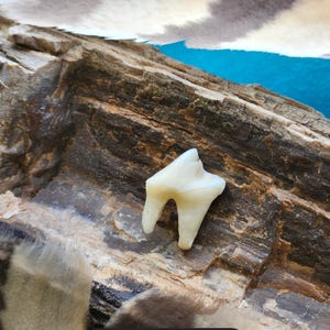 Spiral Cage Canine Tooth Ball - Real Dog Tooth - Etsy