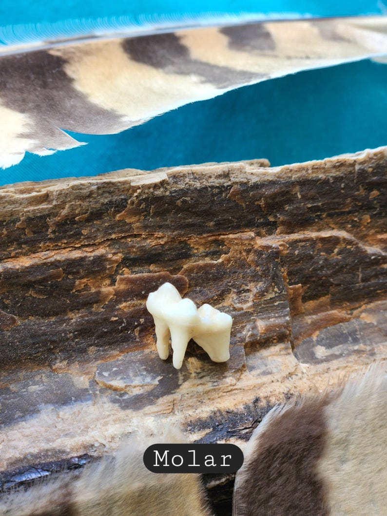 Spiral Cage Canine Tooth Ball - Real Dog Tooth - Etsy