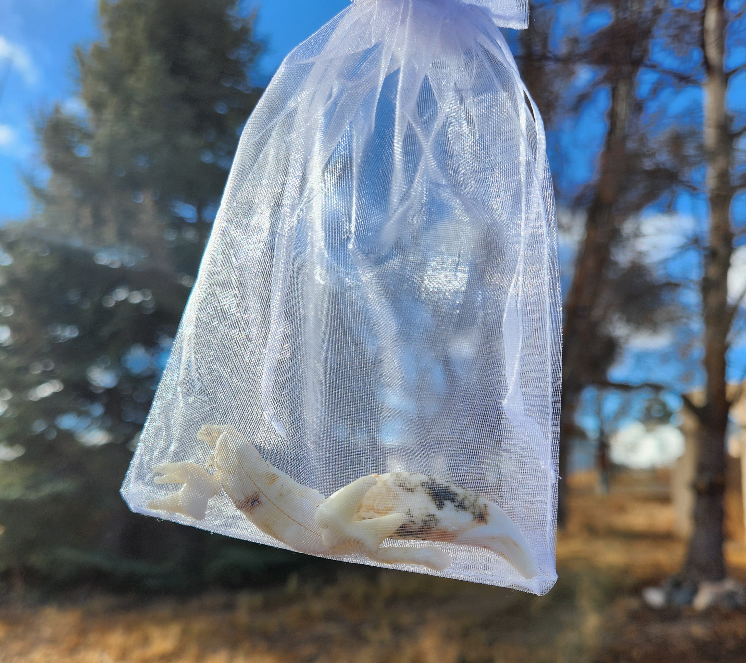 Canine All Teeth Bags Canine Real Animal Teeth - Etsy