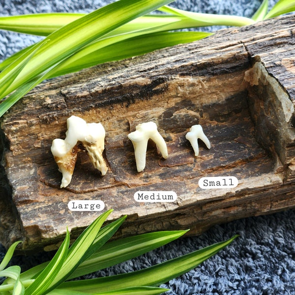 Canine Teeth - Etsy