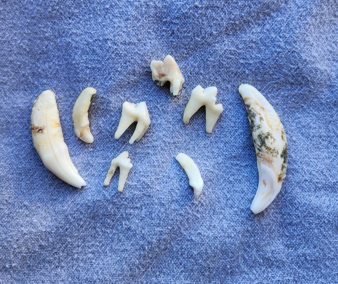 Canine All Teeth Bags - Canine - Real Animal Teeth - Etsy