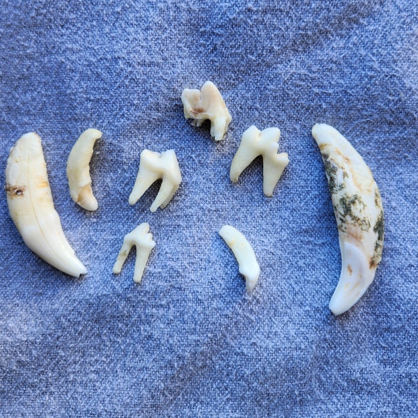 Animal Teeth - Etsy
