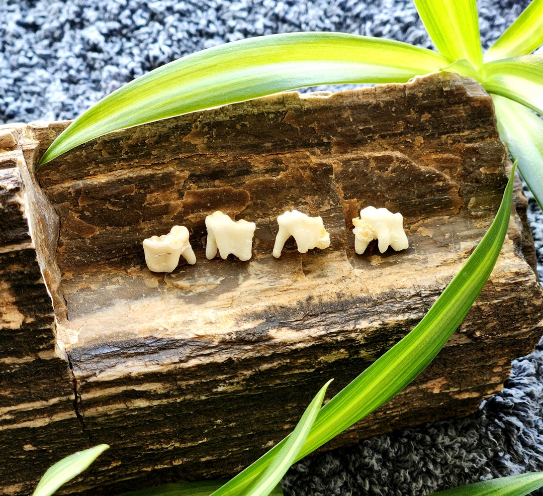 Fused Roots - Canine Teeth - Real Animal Teeth - Etsy