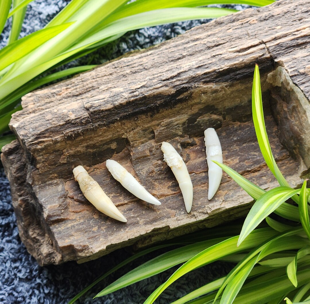 Cat K9 Teeth - Real Feline Teeth - Etsy