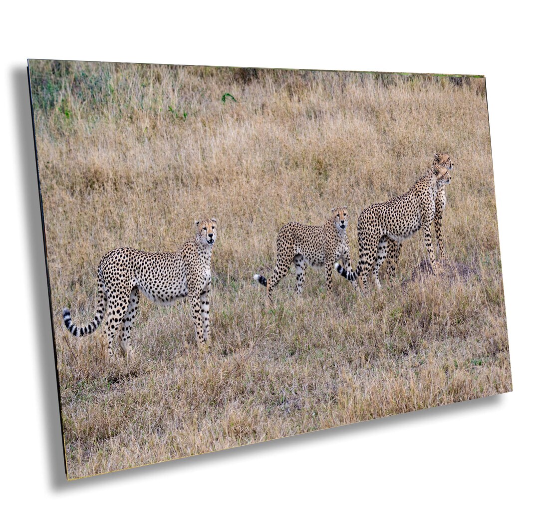 4 Cheetahs Watching Us: Acinonyx Jubatus Africa | 91066 | Big Cats ...