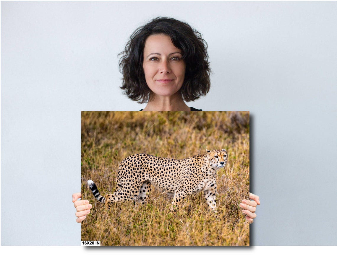 Cheetah Hunting: Africa Big Cats | 91024 | Hunting Lithe Predators - Etsy