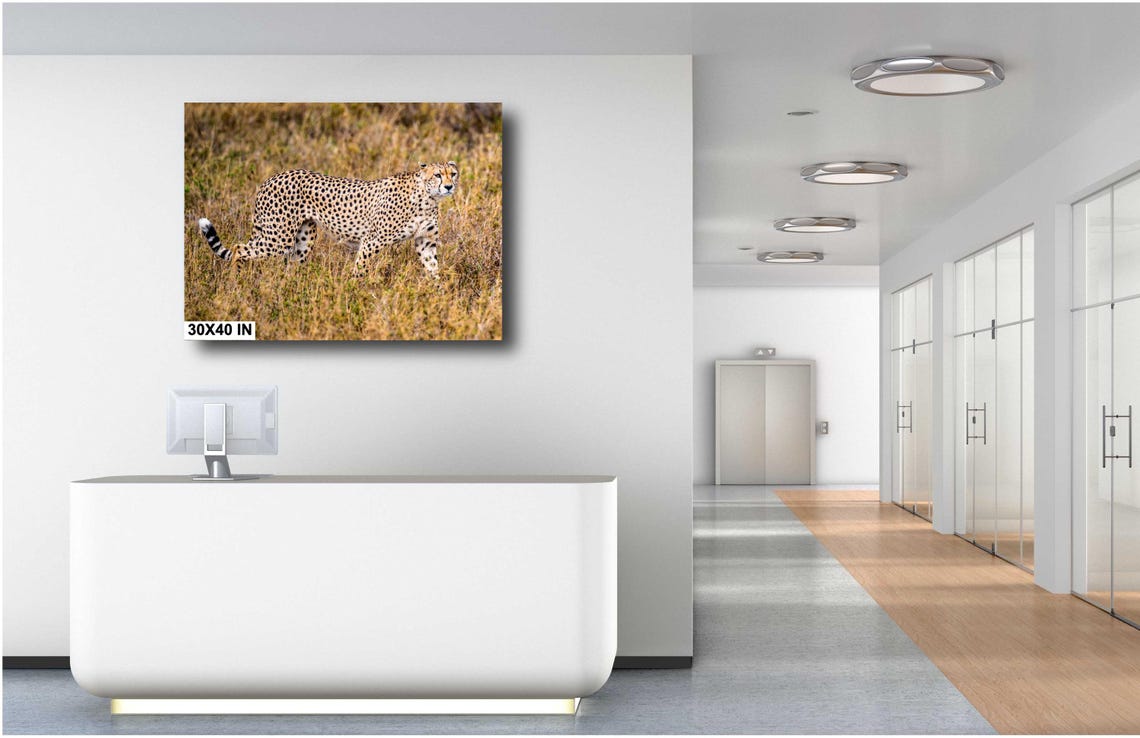 Cheetah Hunting: Africa Big Cats | 91024 | Hunting Lithe Predators - Etsy