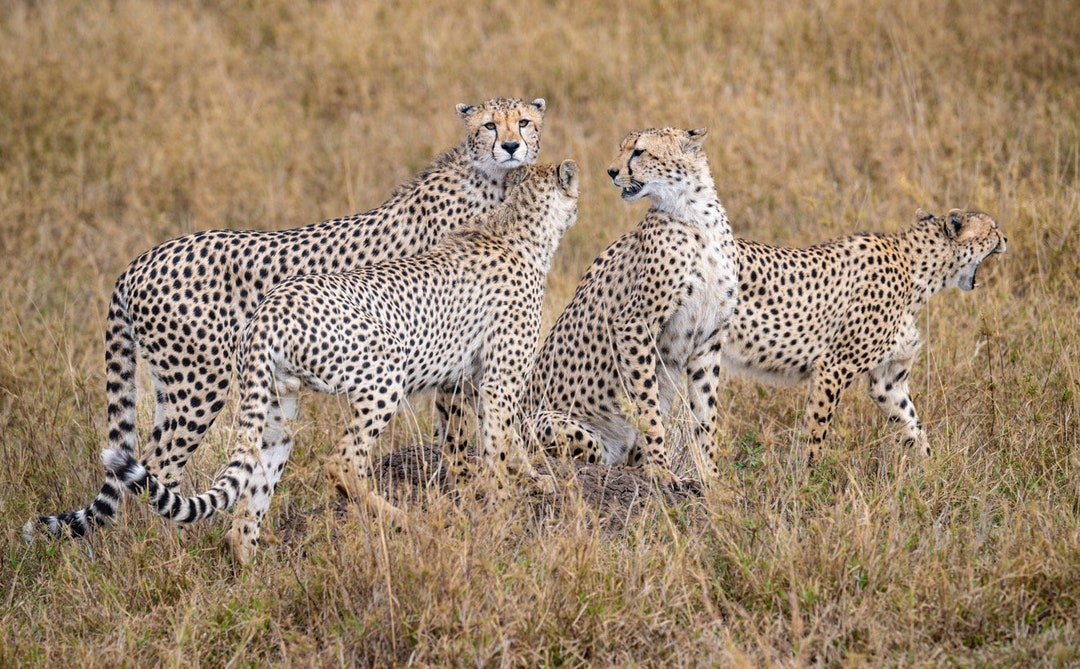 4 Cheetahs Hunting: Africa Big Cats Regal Hunting Lithe Predators - Etsy