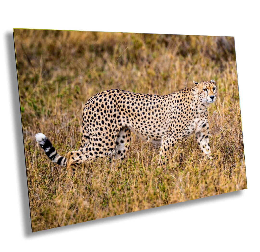 Cheetah Hunting: Africa Big Cats | 91024 | Hunting Lithe Predators - Etsy