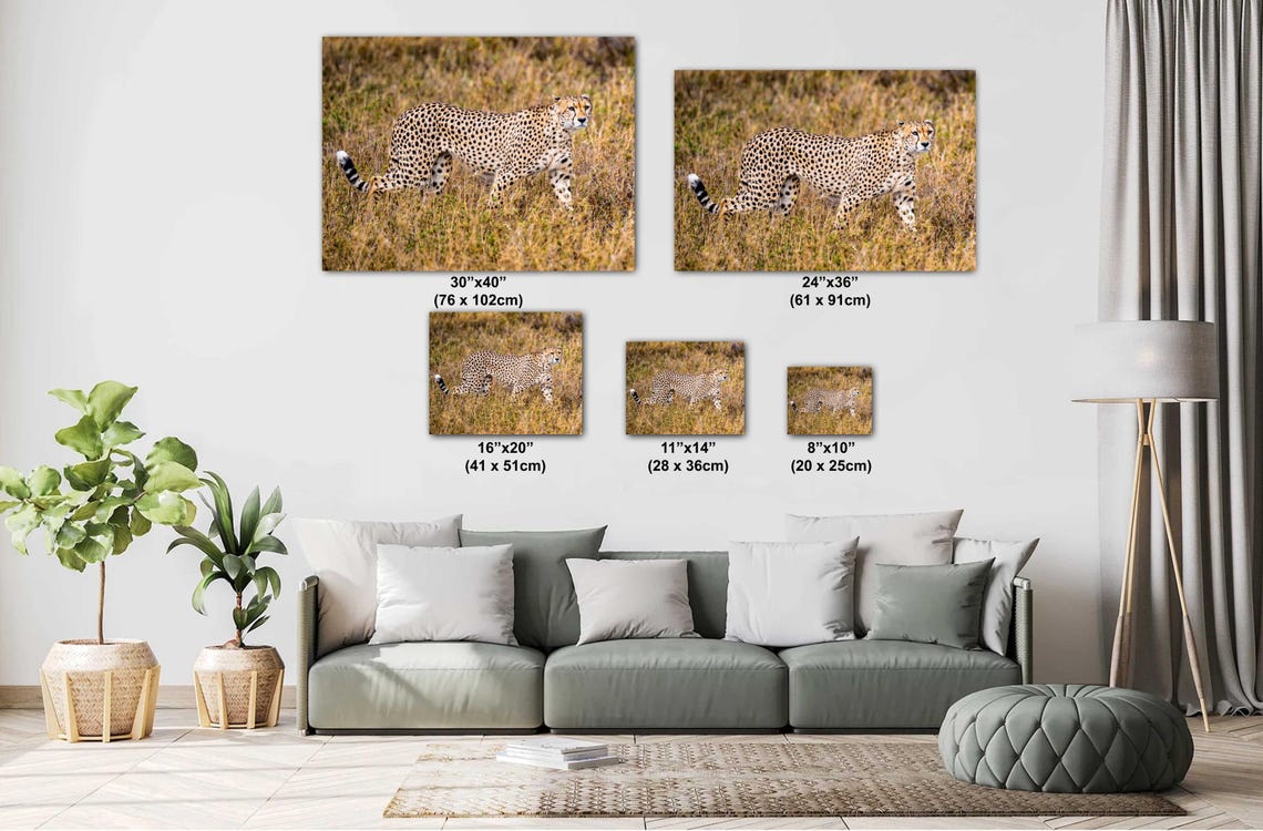 Cheetah Hunting: Africa Big Cats | 91024 | Hunting Lithe Predators - Etsy
