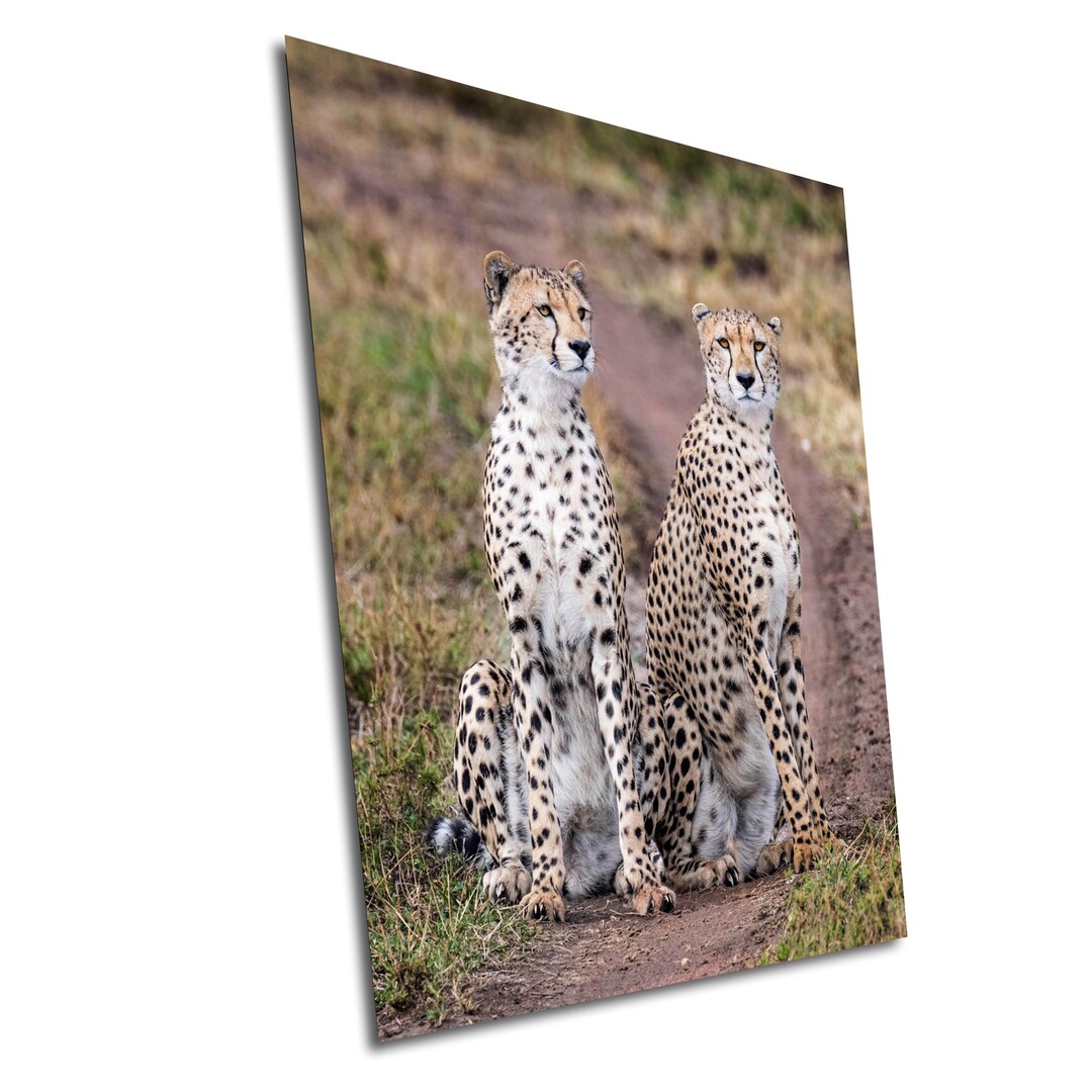 Cheetahs Posing: Acinonyx Jubatus Africa Big Cats Hunting Lithe ...