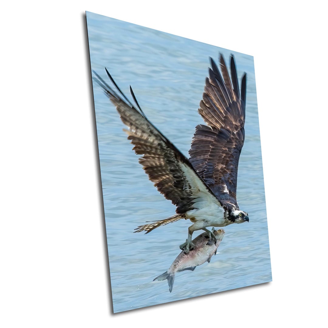 Osprey With Fish: Powerful Predator, Bird of Prey, Hunter - Etsy
