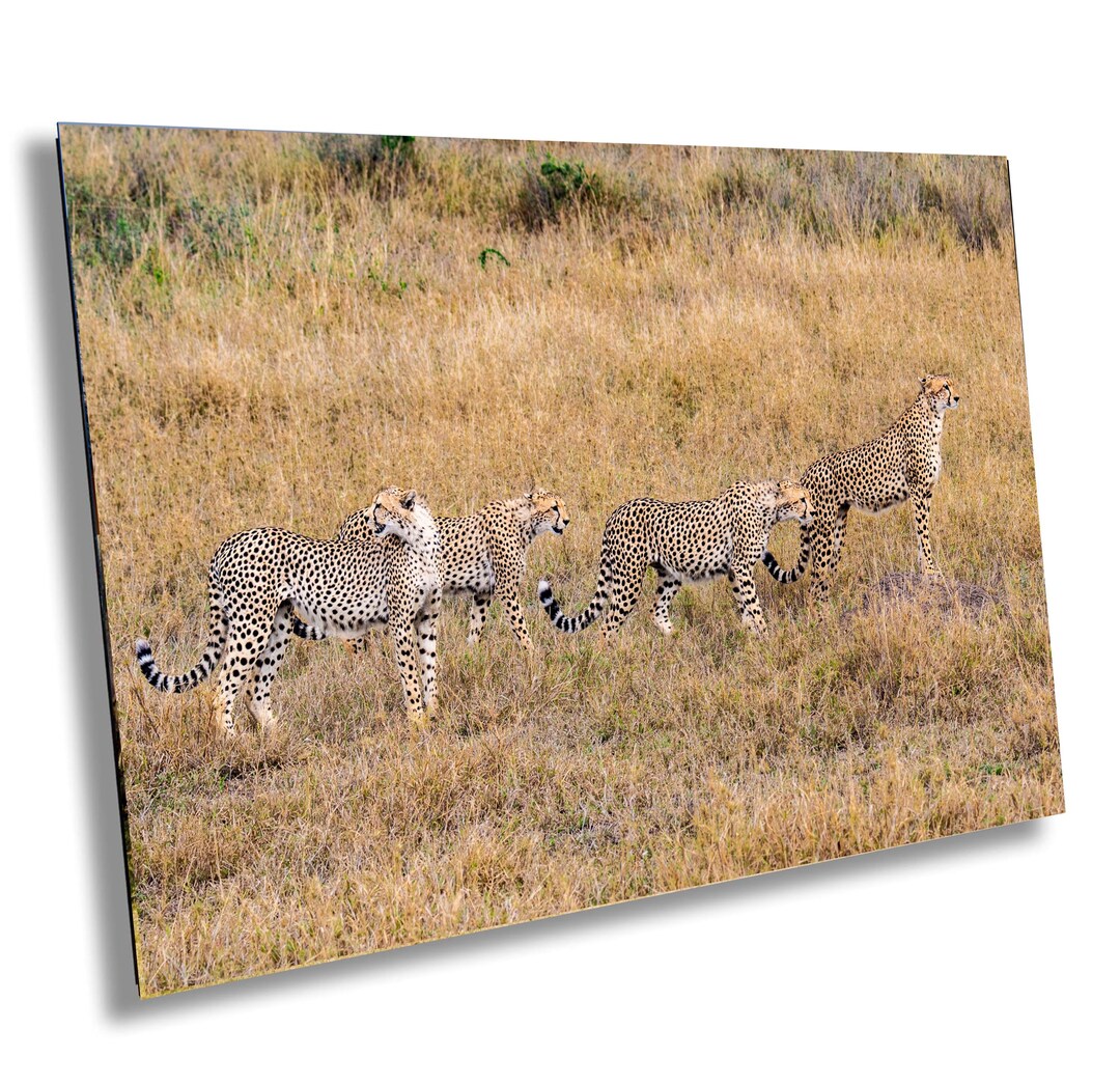 4 Cheetahs Hunting: Acinonyx Jubatus Africa Big Cats | 91066 | Regal ...