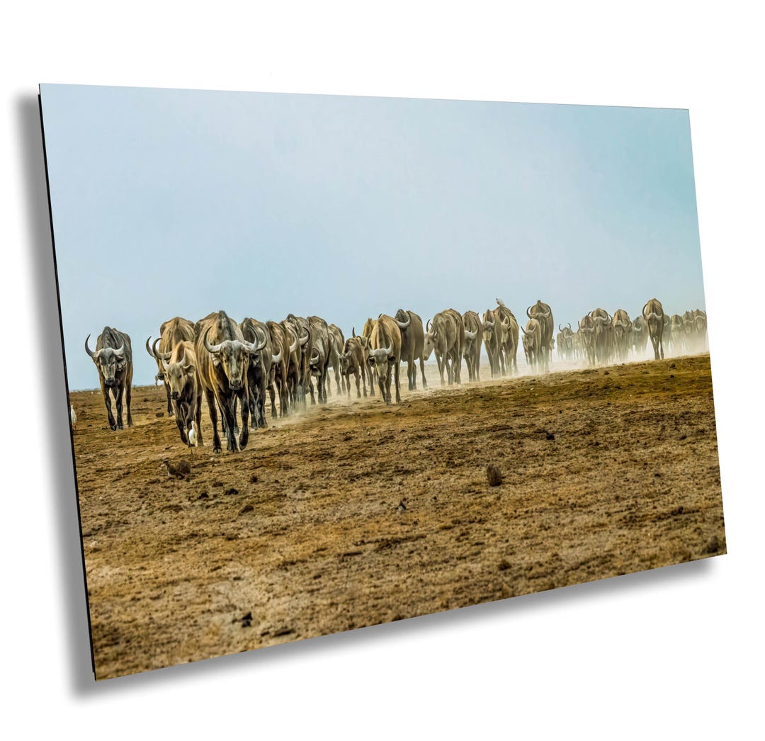 Starving Water Buffalo Herd Hunting Water in Kenya: Famine No Water ...