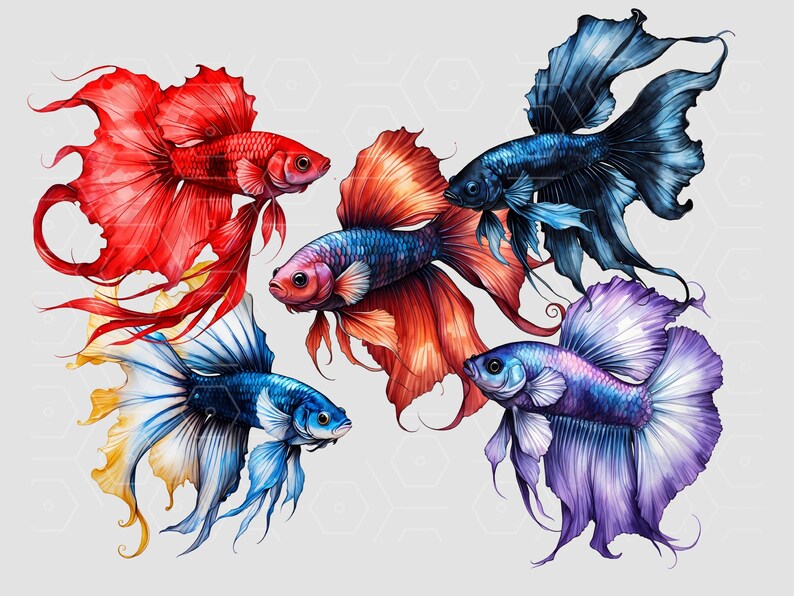 Watercolor Betta Fish, Colorful, Digital Clipart Instant Download ...