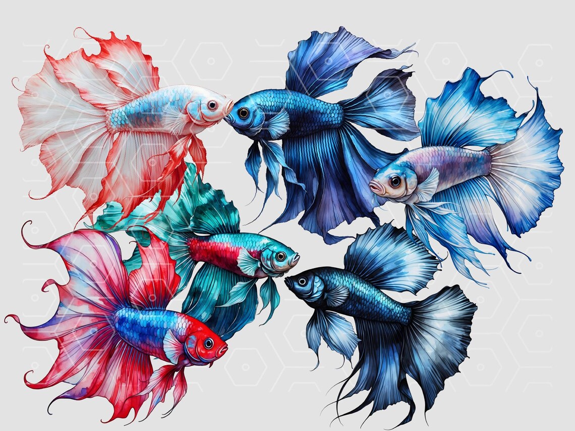 Watercolor Betta Fish, Colorful, Digital Clipart Instant Download ...
