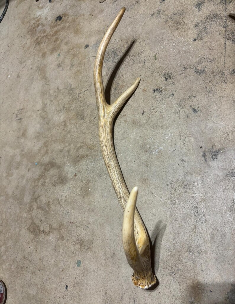 20 Axis Deer Antlers Matching Sheds Cut Off - Etsy