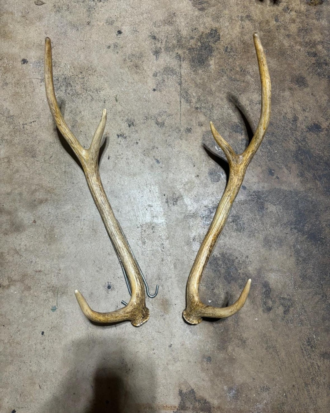 20” Axis Deer Antlers Matching Sheds Cut Off - Etsy